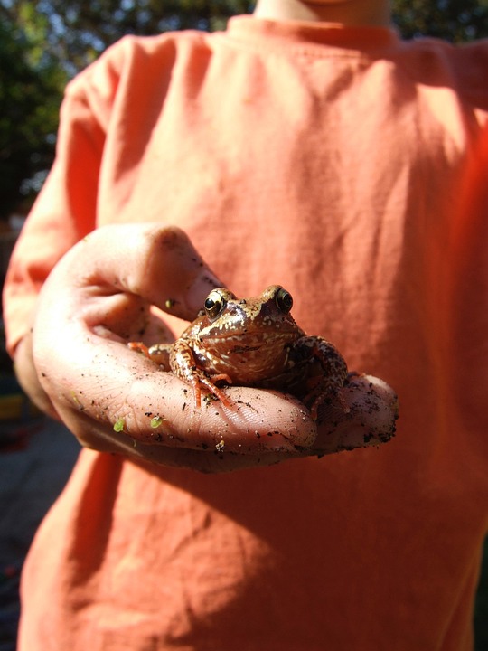 Frog Toad Child - Free photo on Pixabay - Pixabay