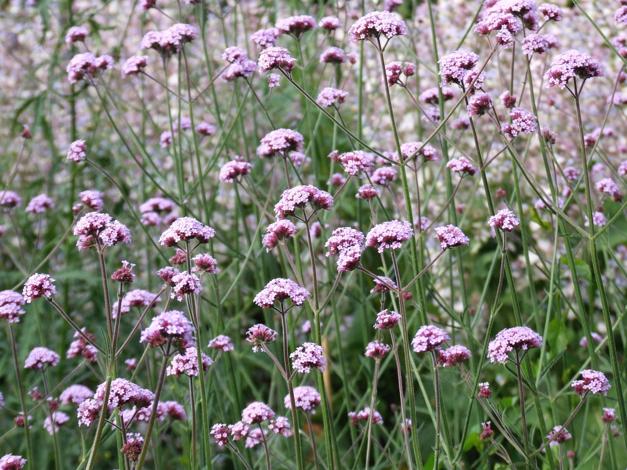 Verbena Flor Naturaleza - Foto gratis en Pixabay - Pixabay