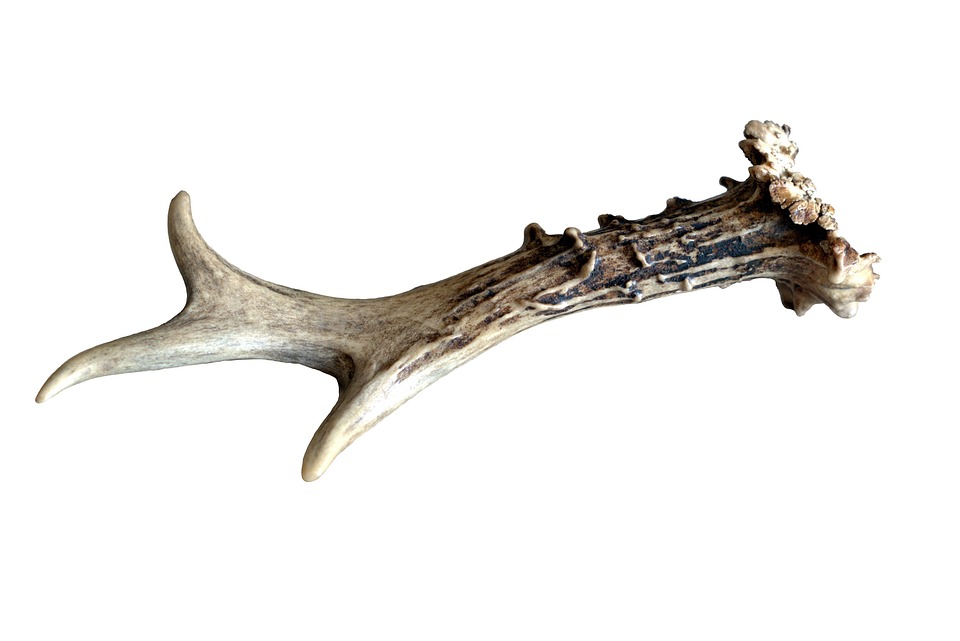 Antlers Bone Roe - Free photo on Pixabay - Pixabay
