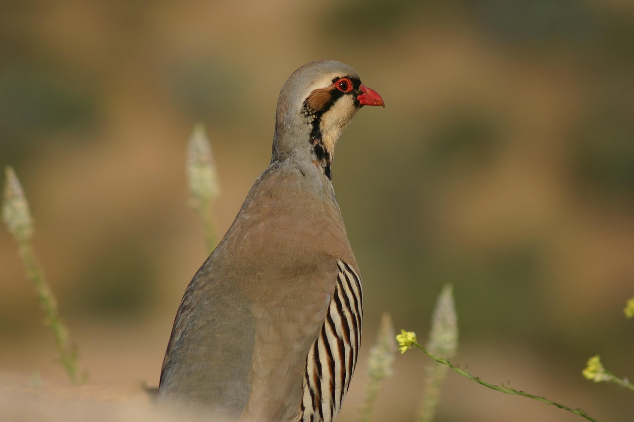Grécia Perdiz Chukar - Foto gratuita no Pixabay - Pixabay