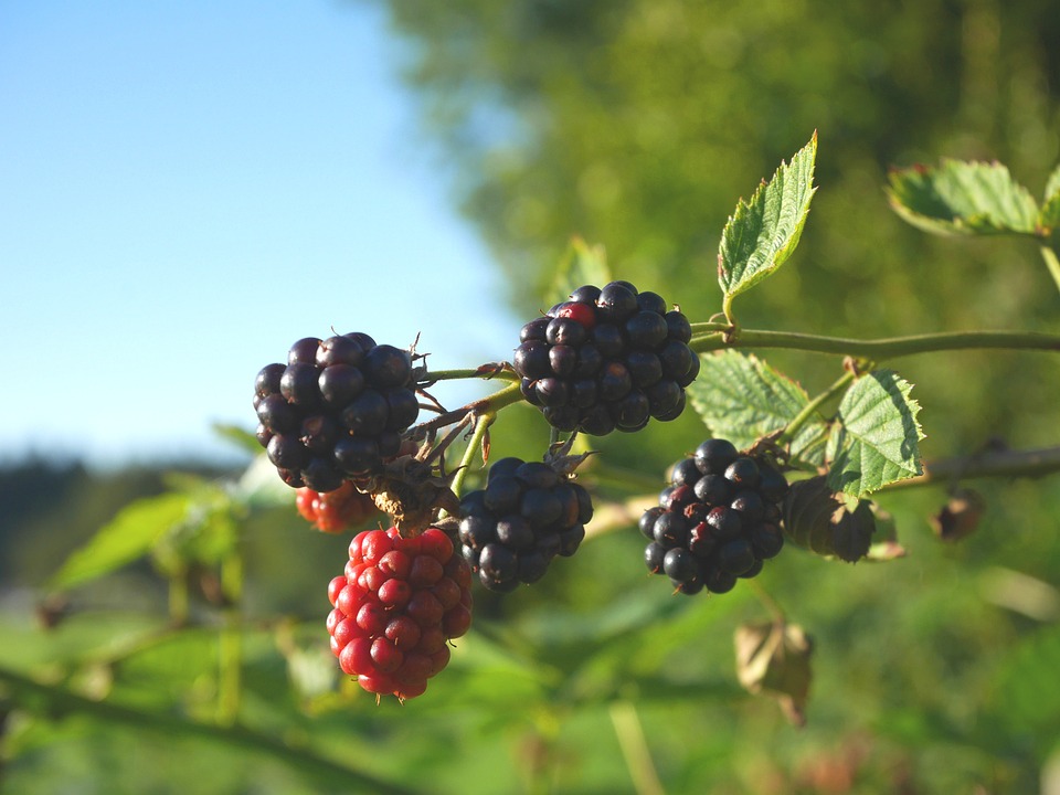 Blackberry Nature Green - Free photo on Pixabay