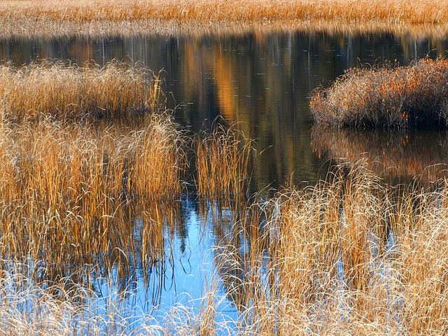 Autumn Grasses Reflections - Free photo on Pixabay