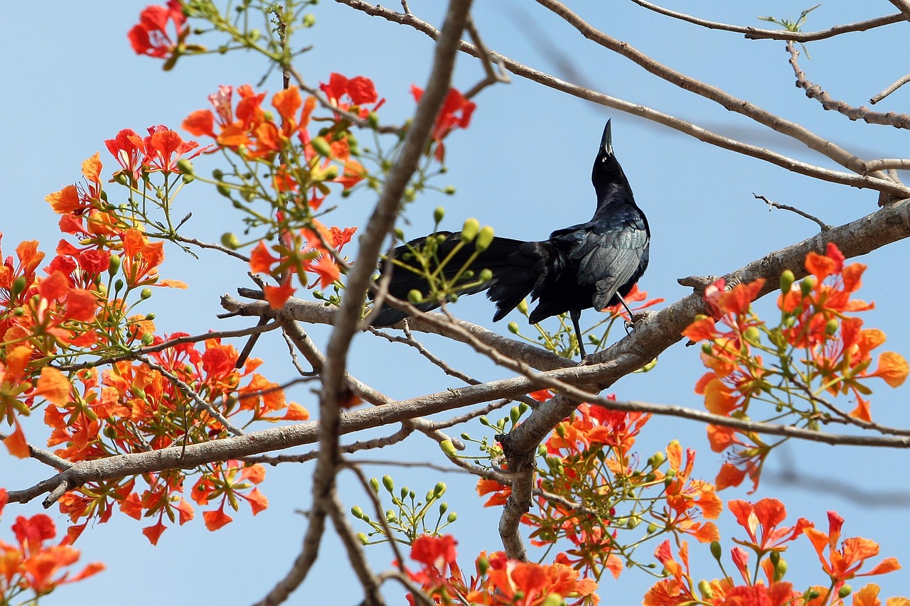 Cuervo Ave Negro · Foto gratis en Pixabay
