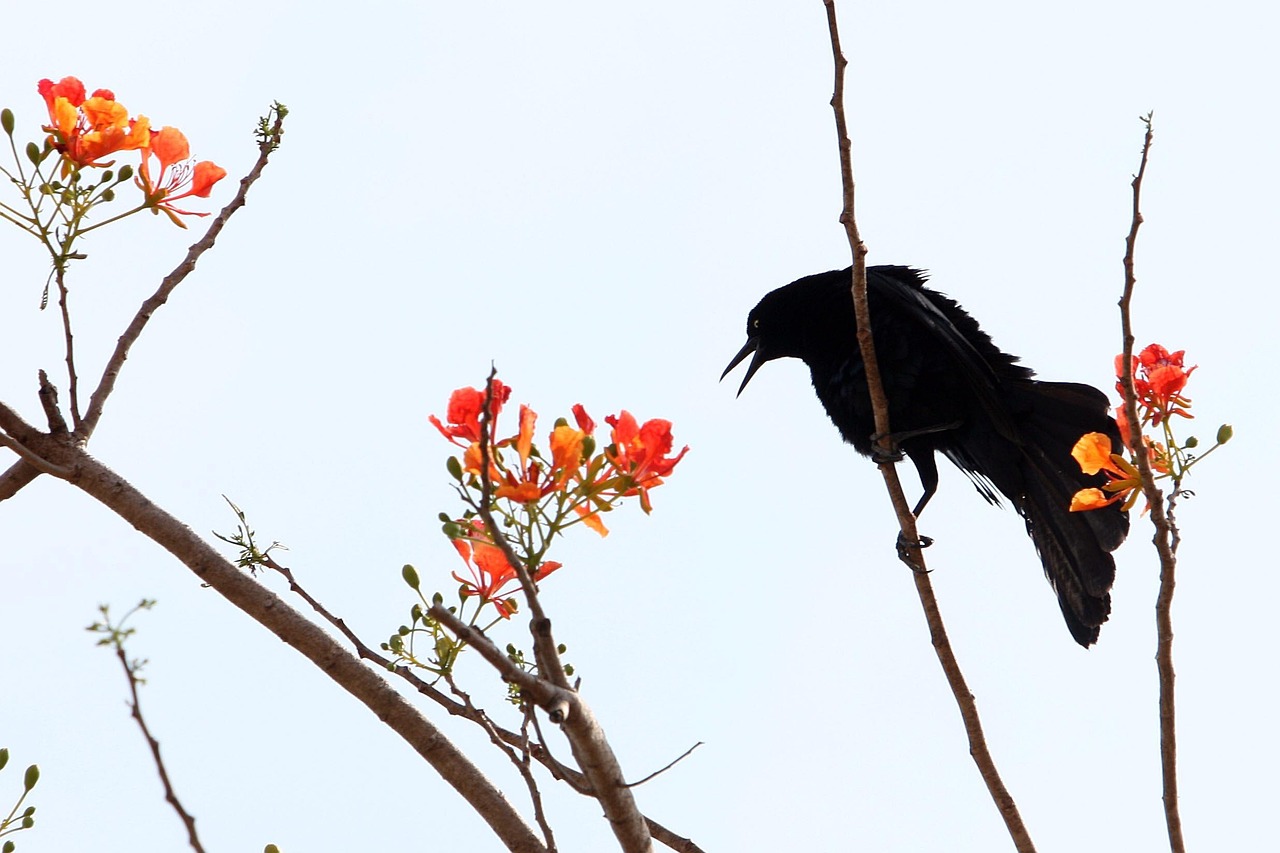 Burung Gagak Hitam - Foto gratis di Pixabay - Pixabay