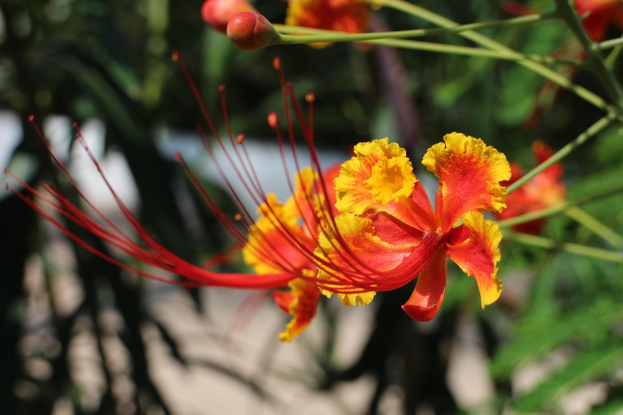 300+ Free Zanzibar & Africa Images - Pixabay