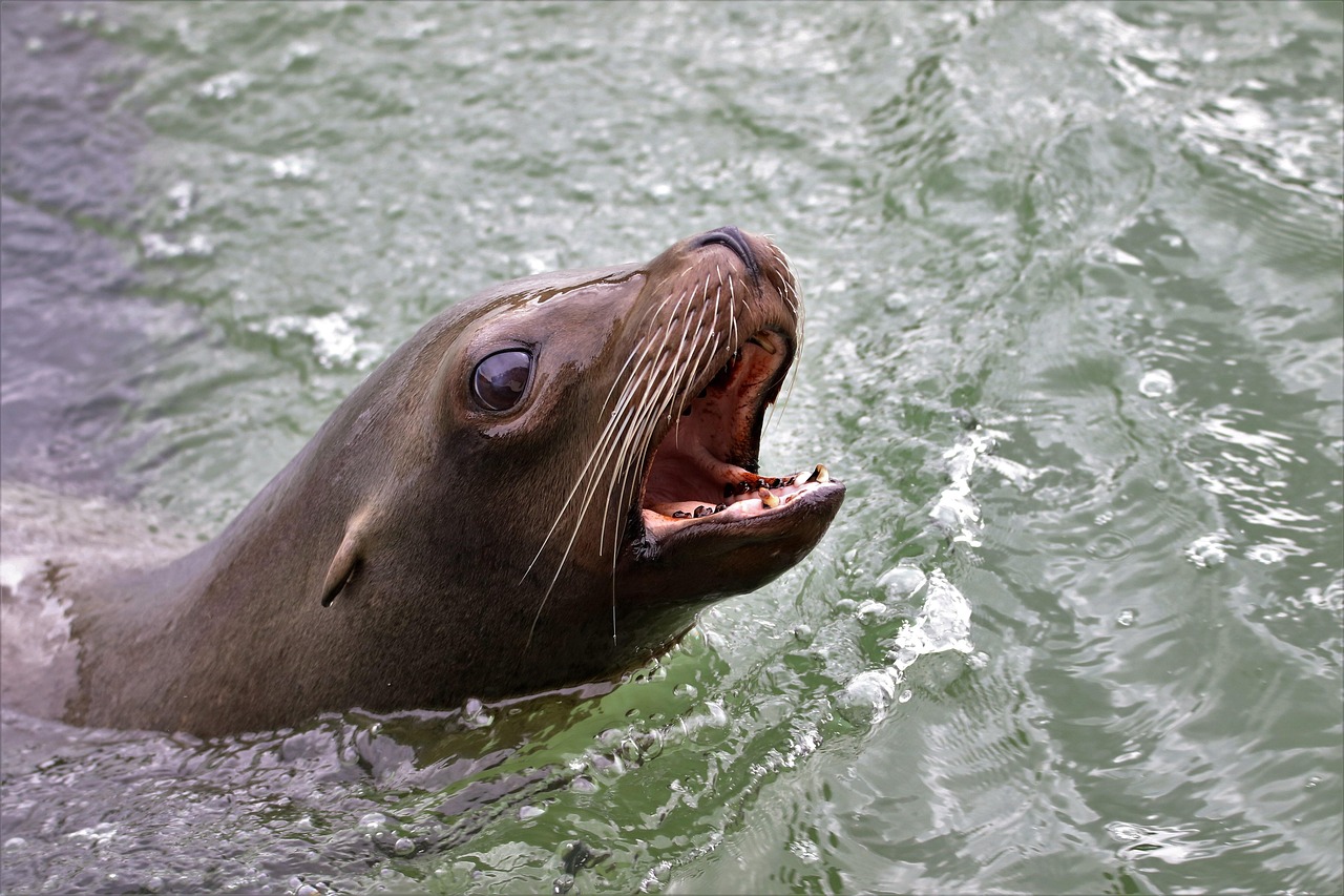 100,000+ Free Sea-Lion & Sea Lion Images - Pixabay
