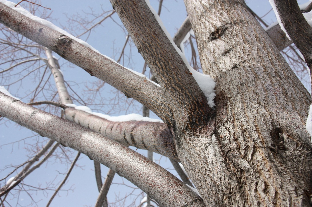 Arbre Neige Hiver - Photo gratuite sur Pixabay - Pixabay