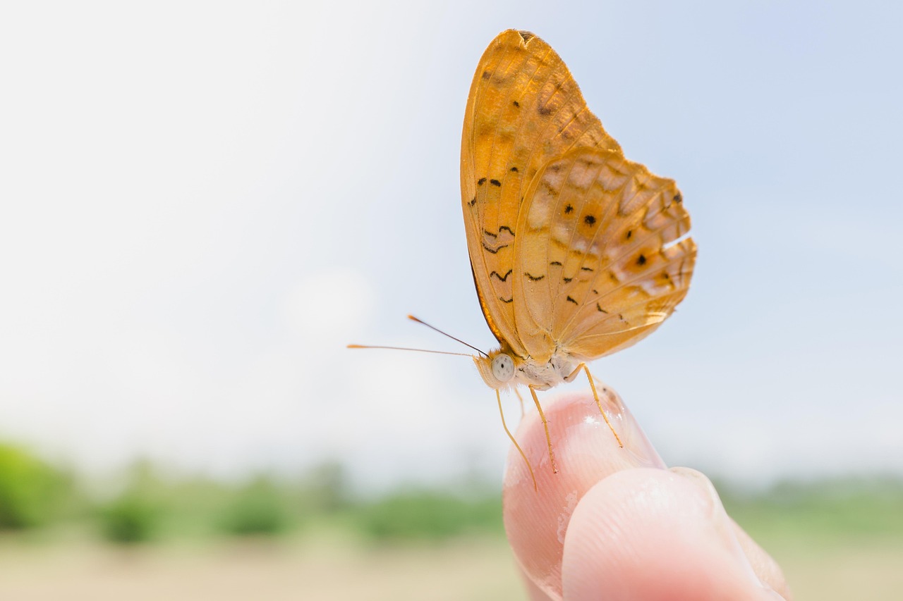 700+ Free Monarch Butterfly & Butterfly Images - Pixabay