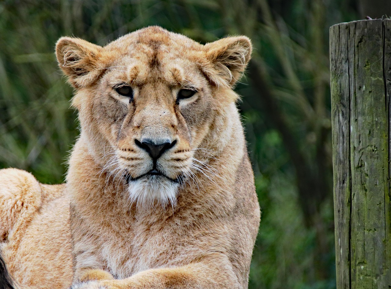 1,000+ Free Lioness & Lion Images - Pixabay