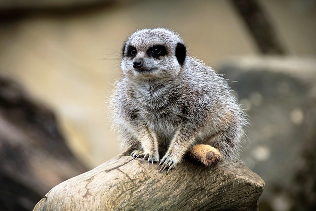 Meerkat Wild Animal - Free photo on Pixabay - Pixabay