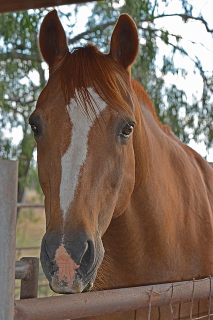 Caballo Cabeza Rural De - Foto gratis en Pixabay - Pixabay