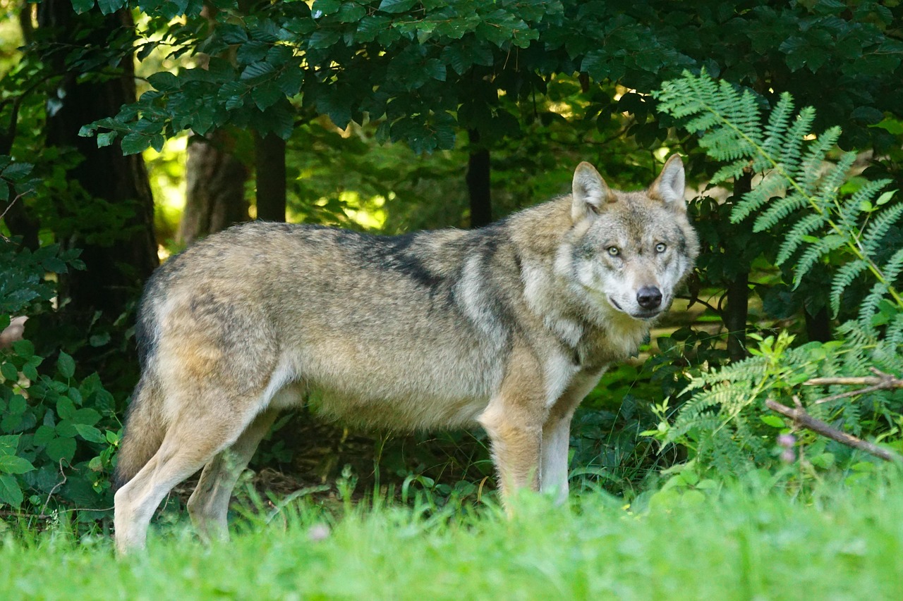 Wolf Predator European - Free photo on Pixabay