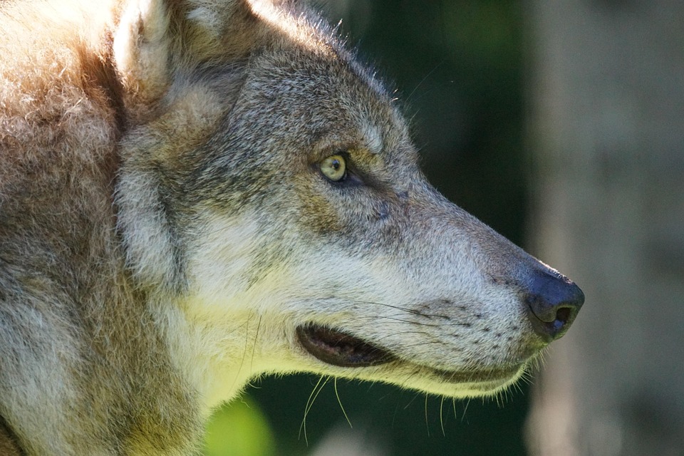 Lobo Depredador Europeo - Foto gratis en Pixabay - Pixabay