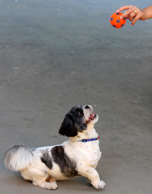 Perro Tocar Pelota - Foto gratis en Pixabay - Pixabay