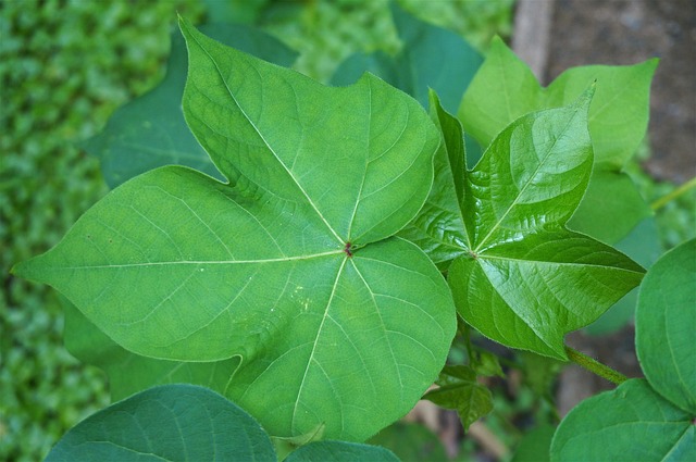 Daun Tanaman Kapas Kebun Daun-Daun - Foto gratis di Pixabay - Pixabay
