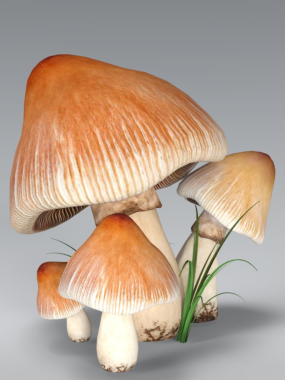 1 000+ kostnadsfria Svamp- och Natur-illustrationer - Pixabay