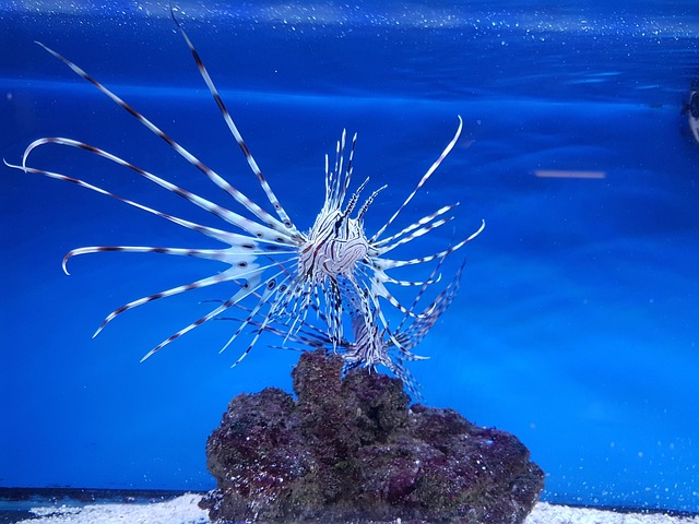 60+ Free Lion Fish & Fish Images - Pixabay