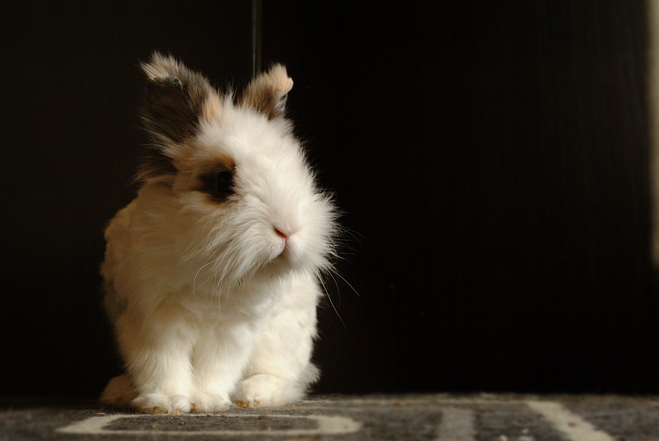 Animal Domestique Lapin - Photo gratuite sur Pixabay - Pixabay