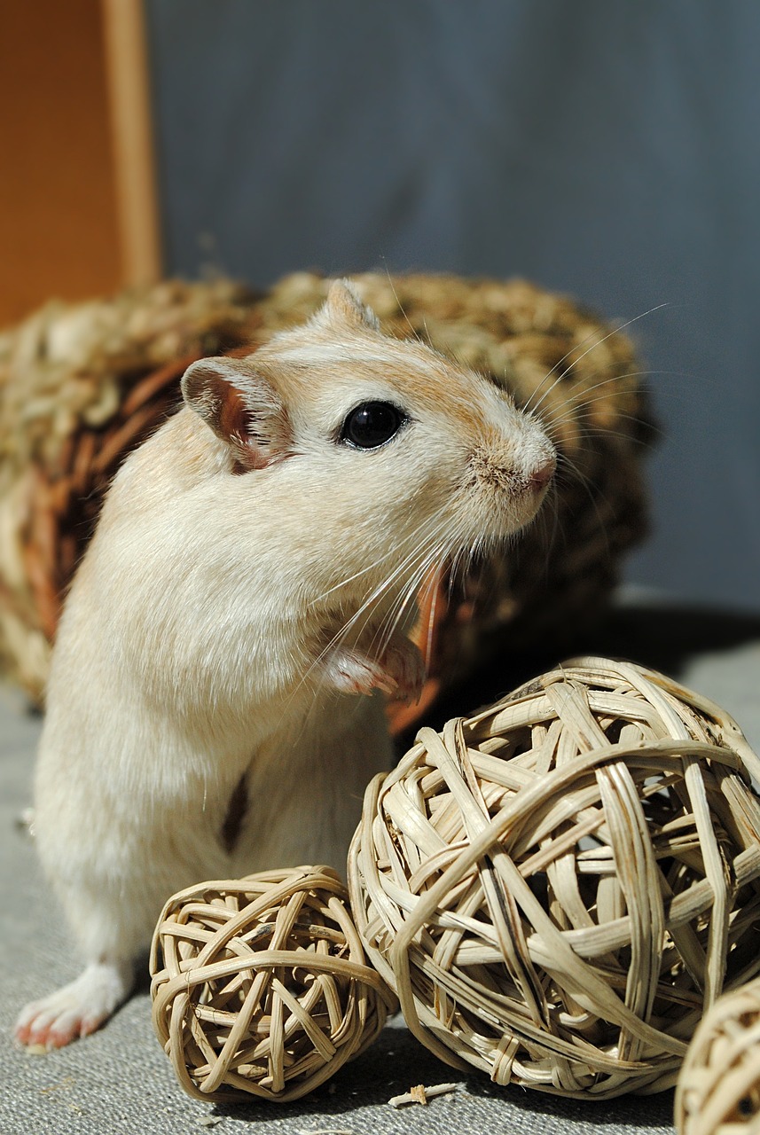 100+ Free Gerbils & Hamster Images - Pixabay