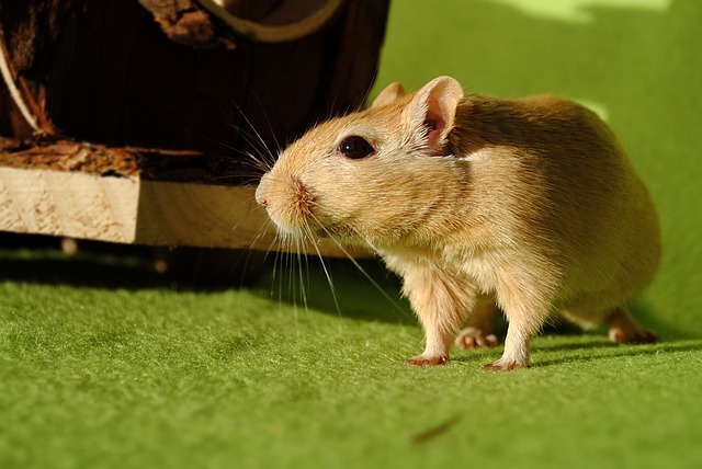 100+ Free Gerbils & Hamster Images - Pixabay