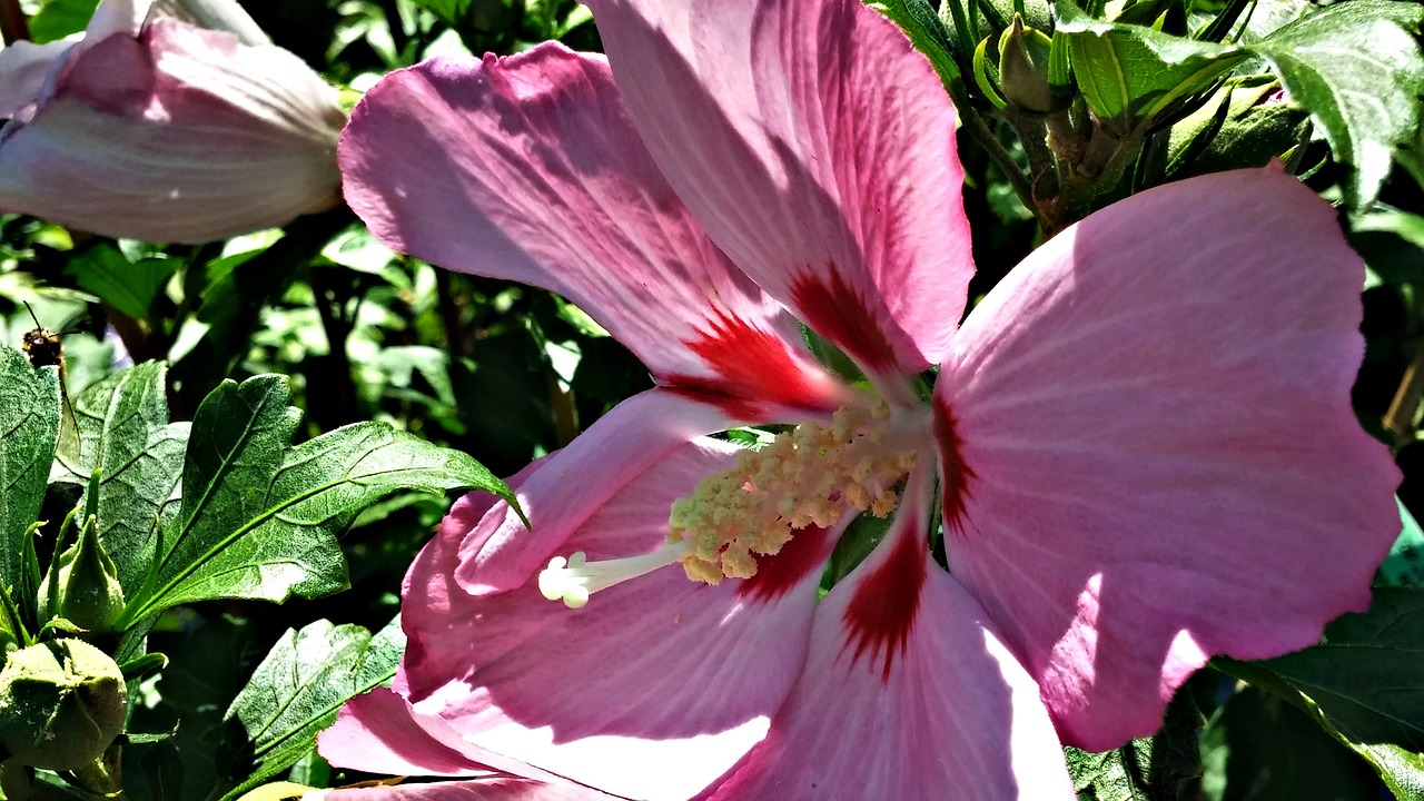 Narcisse De Saron Rose Abeille - Photo gratuite sur Pixabay - Pixabay
