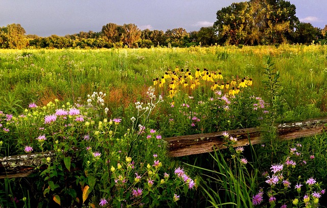Free photo: Prairie Wildflowers, Beebalm - Free Image on Pixabay - 1584511