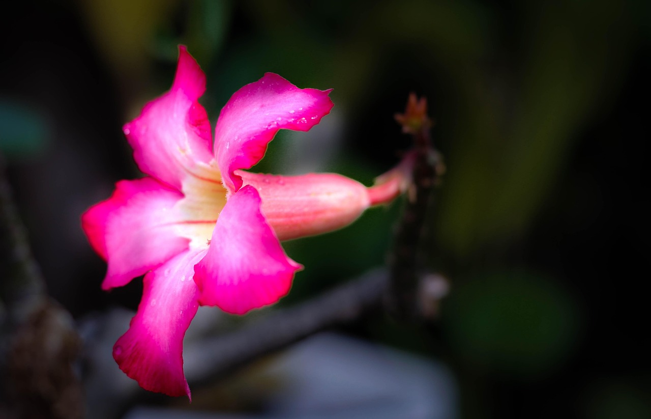 Bunga Merah Jambu Tanaman - Foto gratis di Pixabay - Pixabay