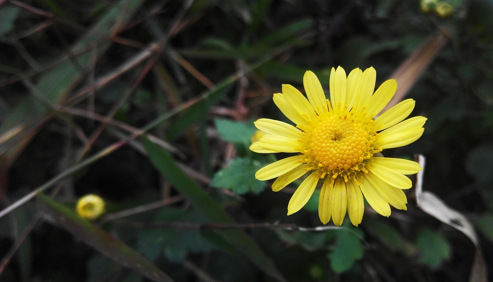 Daisy Pequeña Flor - Foto gratis en Pixabay - Pixabay