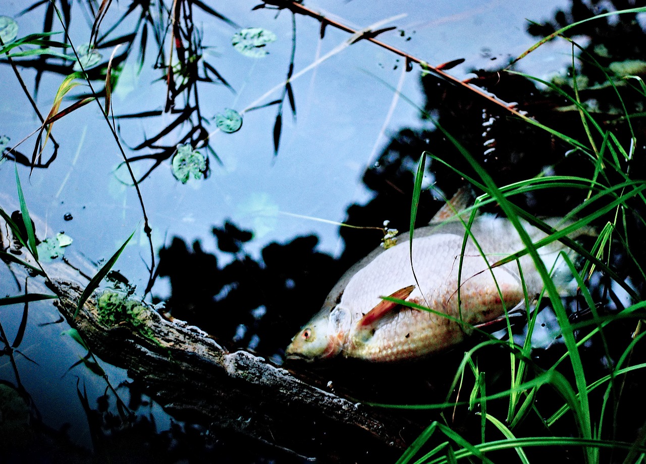 4,000+ Free Poisoning & Poison Images - Pixabay