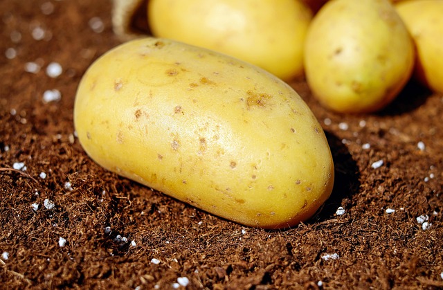 Más de 300 imágenes gratis de Tubérculos y Patatas - Pixabay