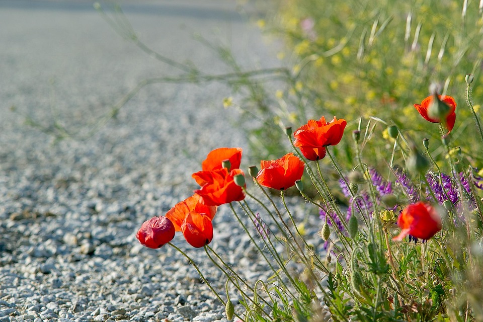 Poppies Red Flowers Road - Free photo on Pixabay - Pixabay
