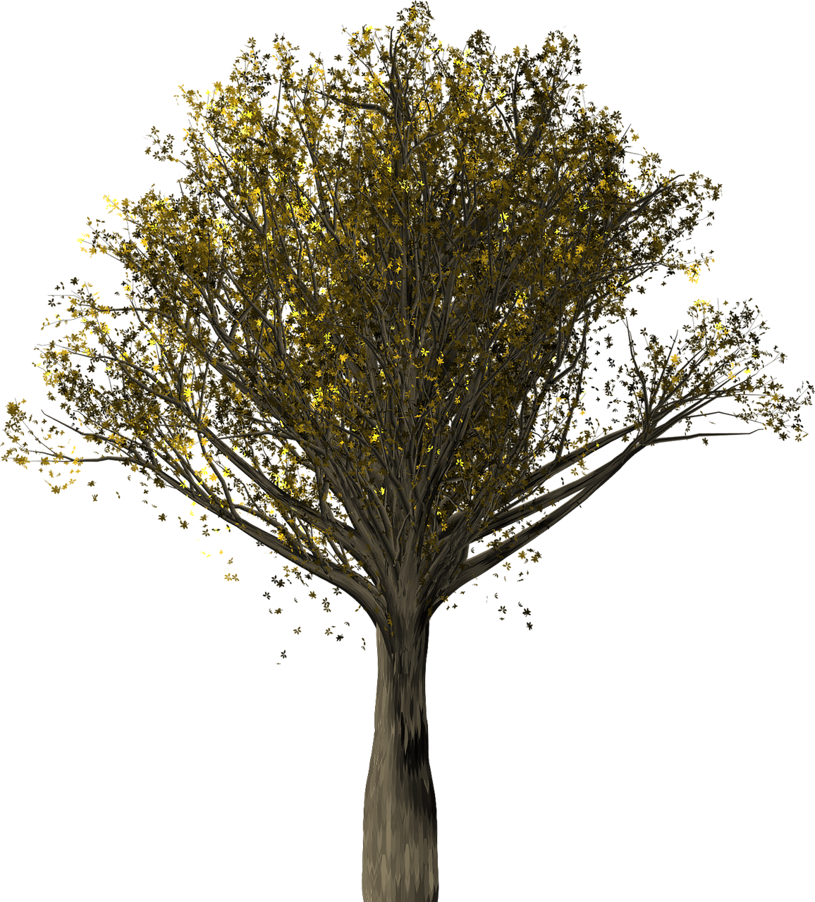 Baum Eiche Quercus - Kostenloses Bild auf Pixabay