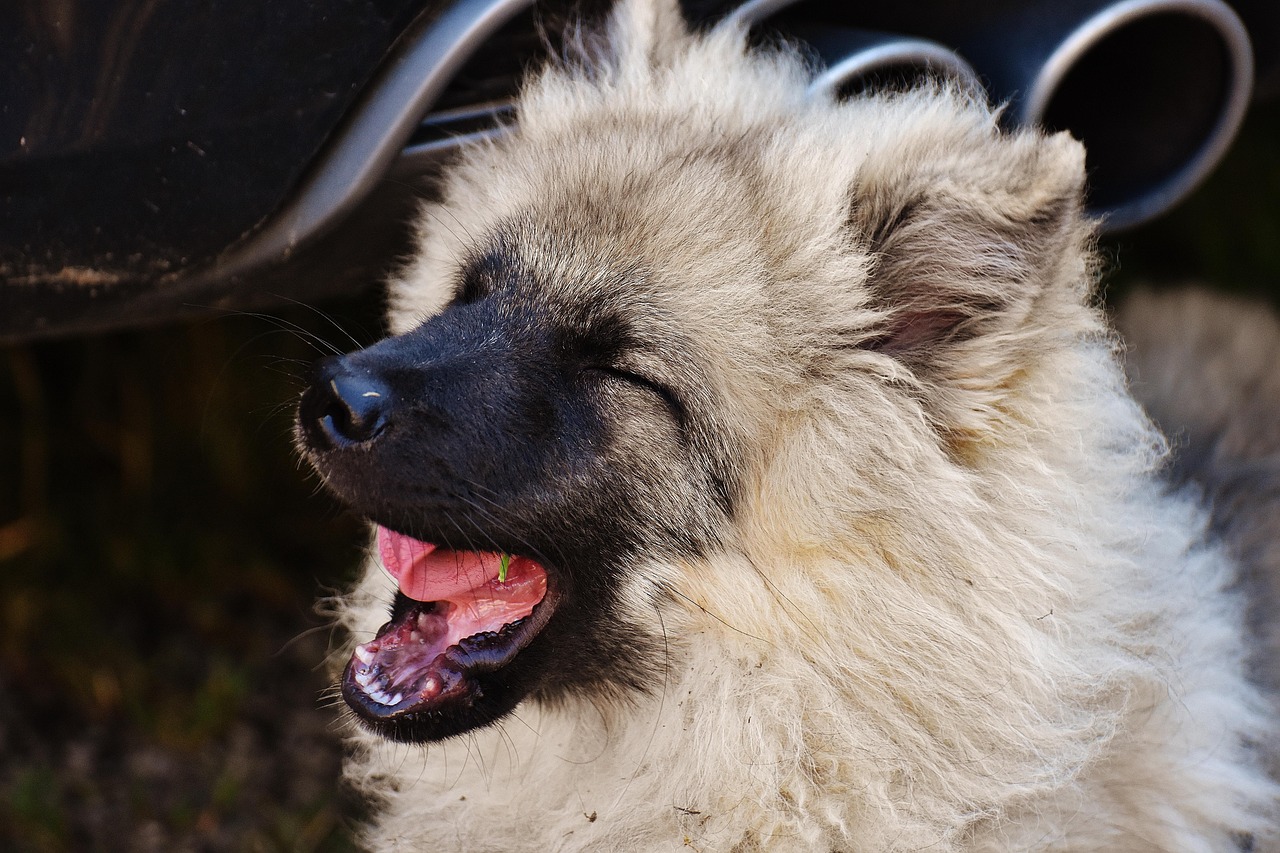 Dog Fur Fluffy - Free photo on Pixabay - Pixabay