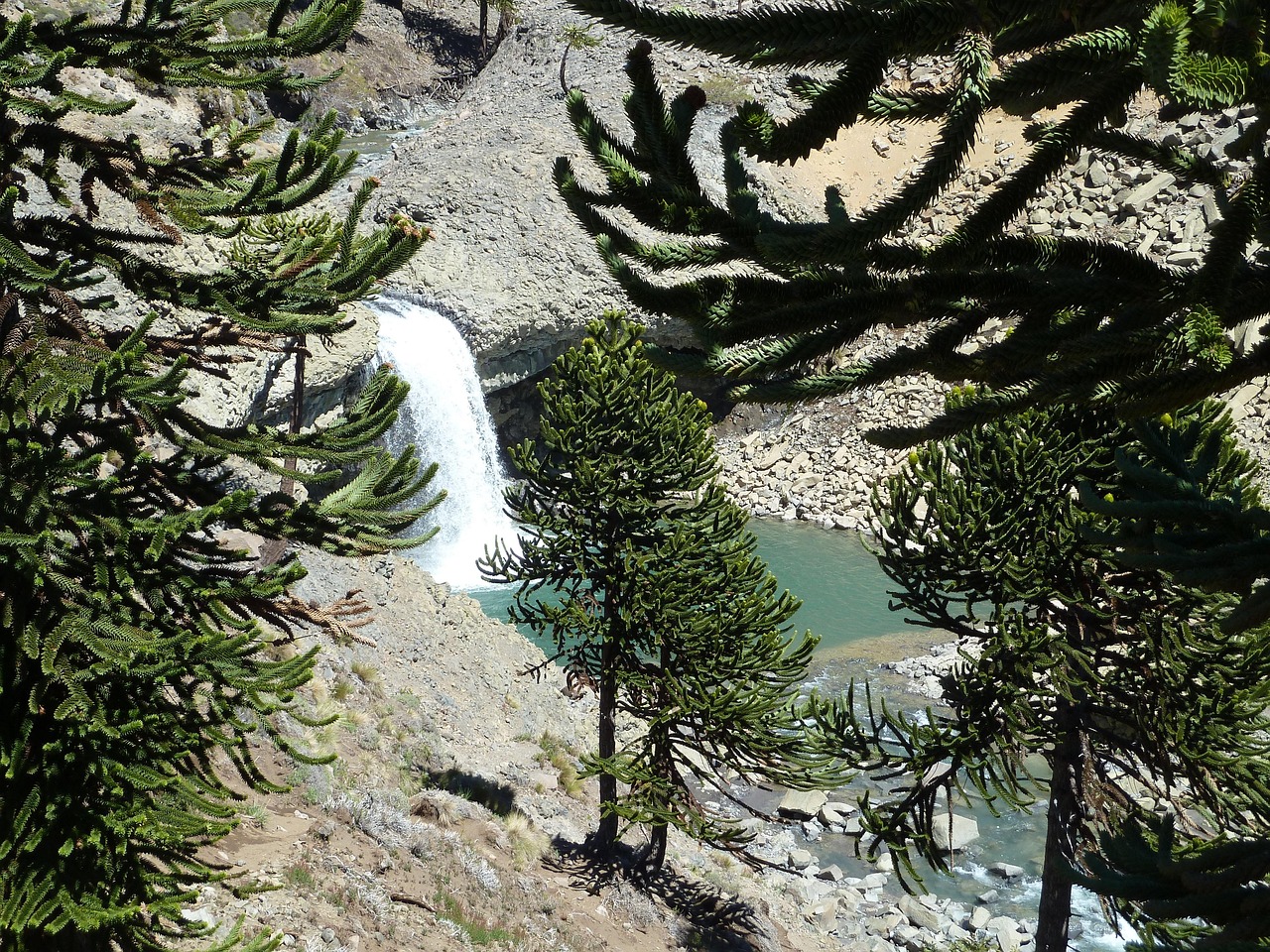 Araucaria Araucana Waterfall - Free photo on Pixabay - Pixabay