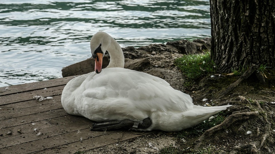 Signe Animal - Photo gratuite sur Pixabay - Pixabay