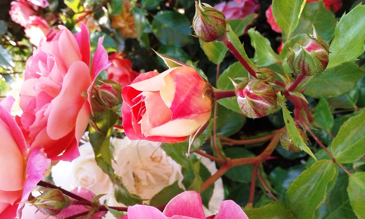 Rose Multicoloured Bud - Free photo on Pixabay - Pixabay