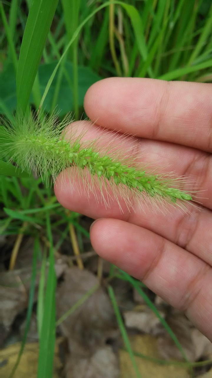 Dog'S Tail Grass Green Hand - Free photo on Pixabay - Pixabay