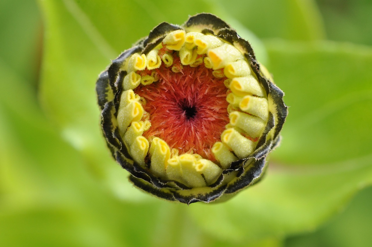 Bourgeon Fleur Macro Jardin De - Photo gratuite sur Pixabay - Pixabay