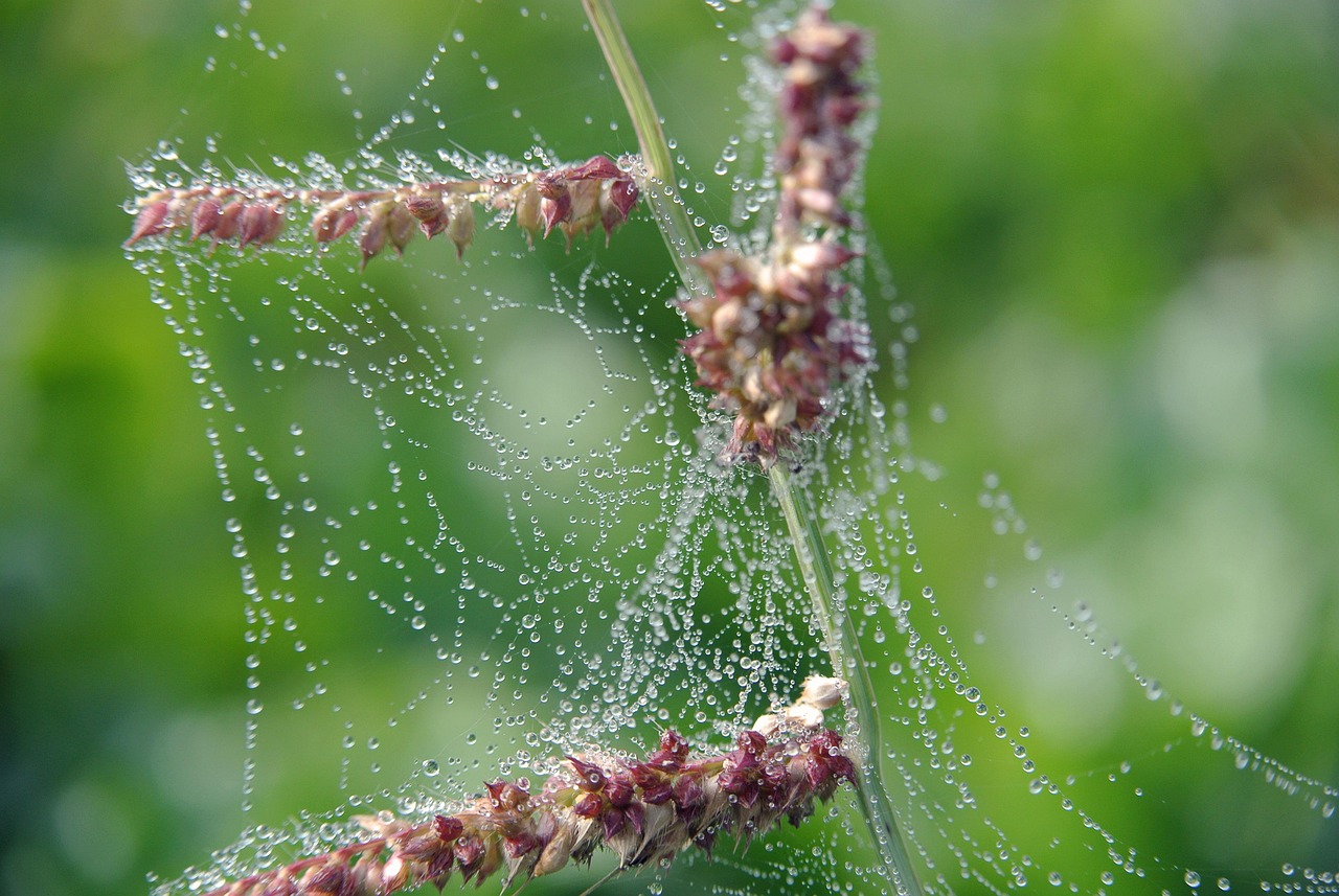 Spinnenweben Tropfen Makro - Kostenloses Foto auf Pixabay - Pixabay