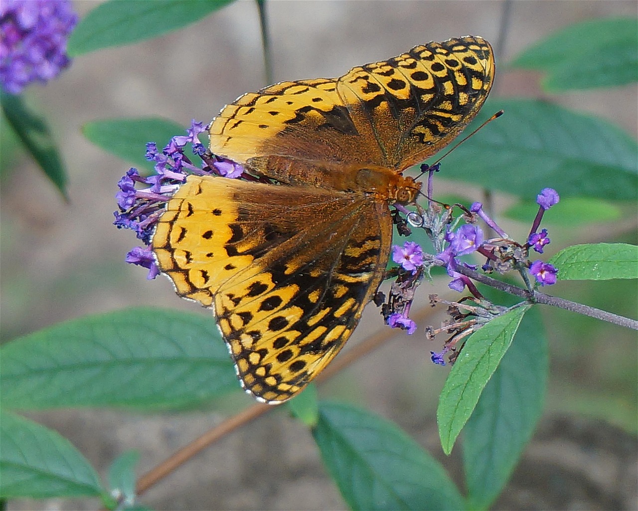 Great Spangled Fritillary - Free photo on Pixabay