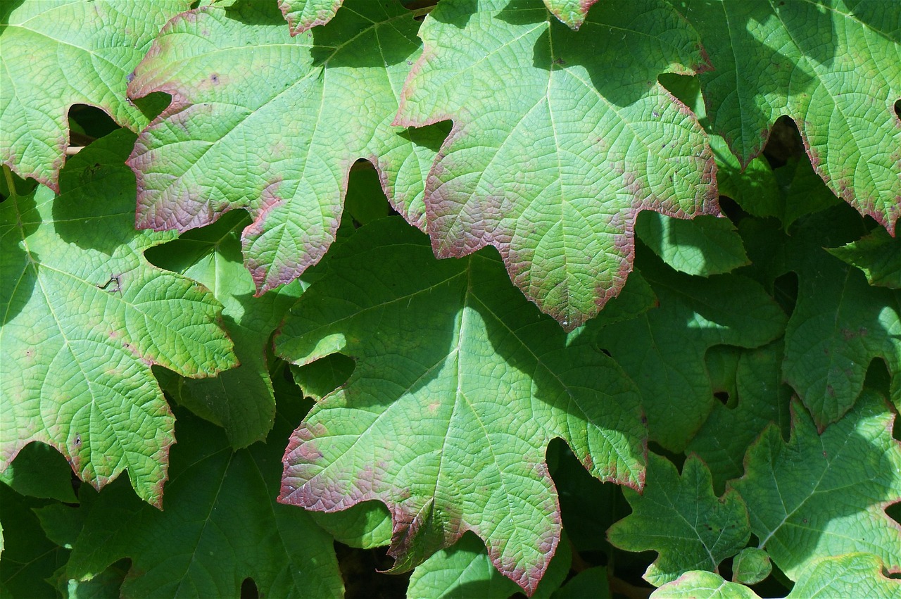 1+ Free Signs Of Coming Fall & Hydrangea Leaves Images - Pixabay