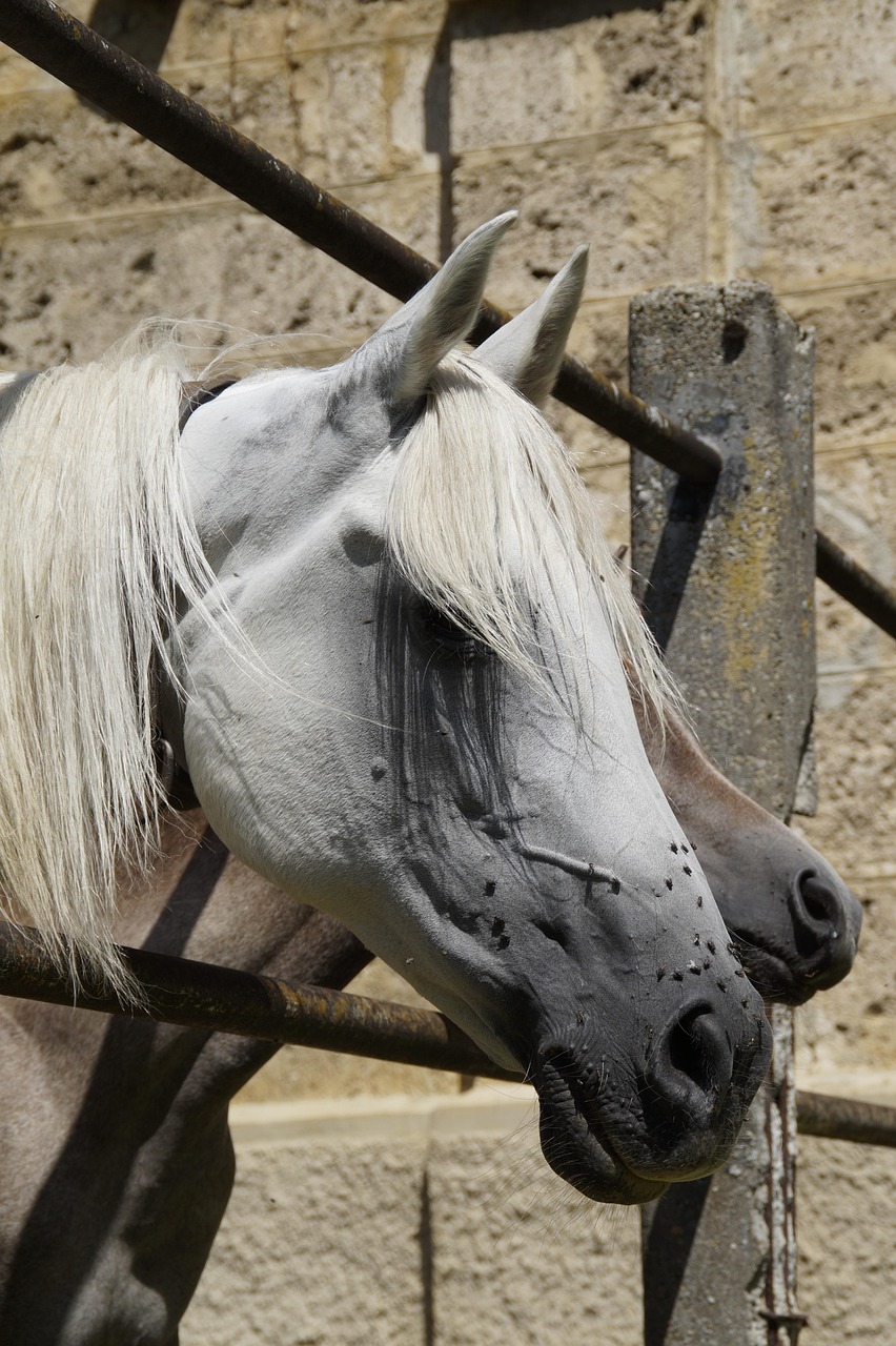 Horse Head Mare Mould - Free photo on Pixabay - Pixabay