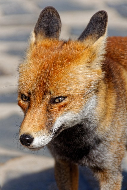 Zorro Mamífero Fauna Silvestre - Foto gratis en Pixabay