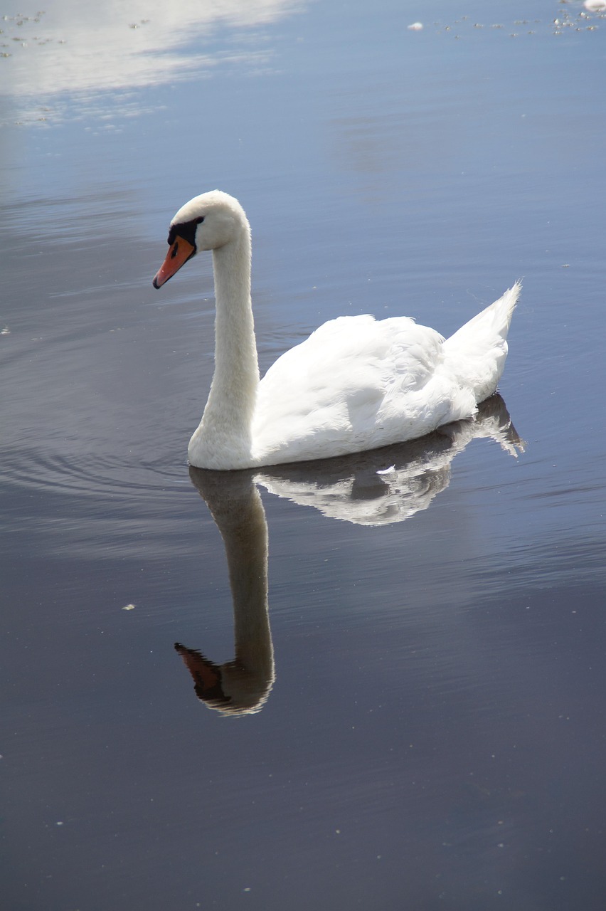 Swan Mute Water Bird - Free photo on Pixabay - Pixabay