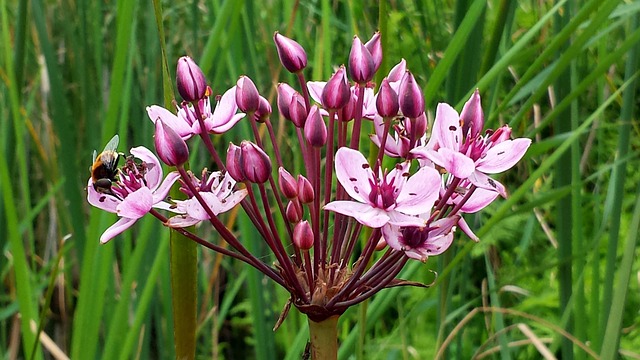 Flower Nature Close Up - Free photo on Pixabay