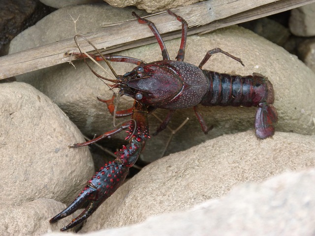 American Crab River Gripper - Free photo on Pixabay