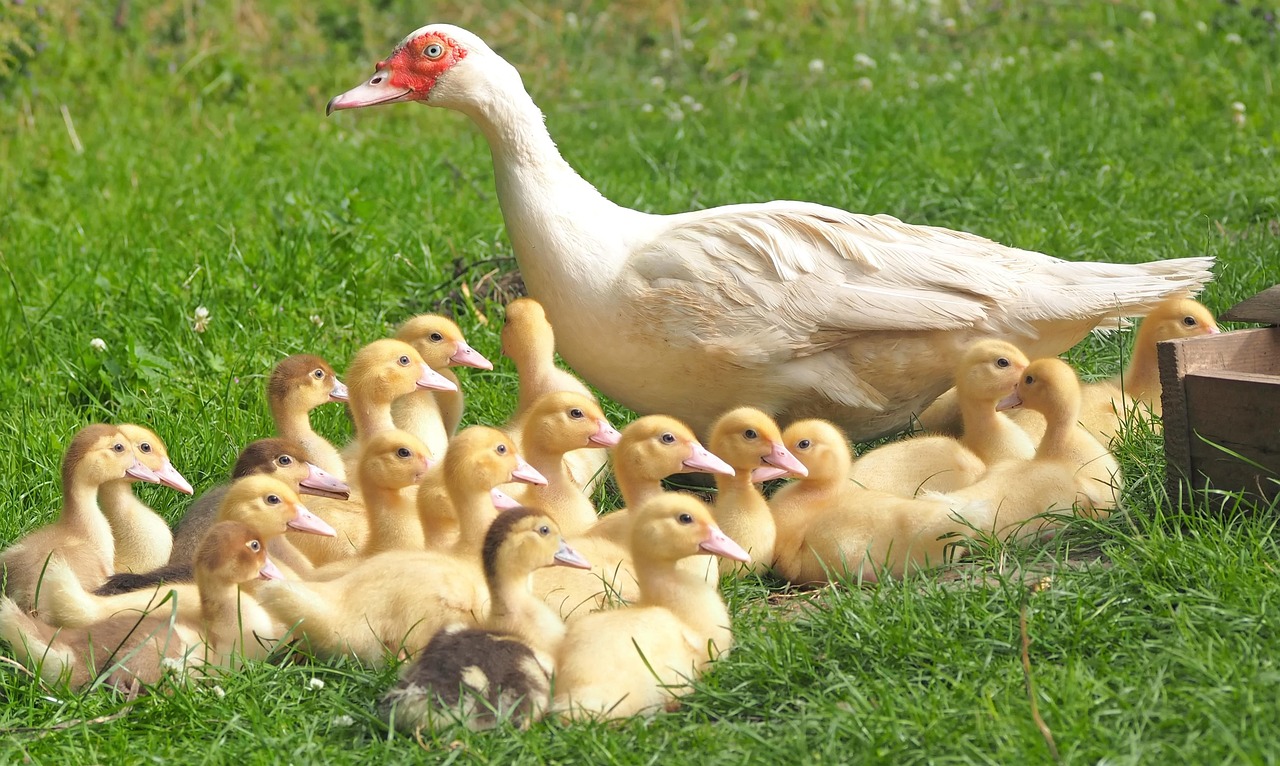 Ducklings Chick Kükchen - Free photo on Pixabay - Pixabay