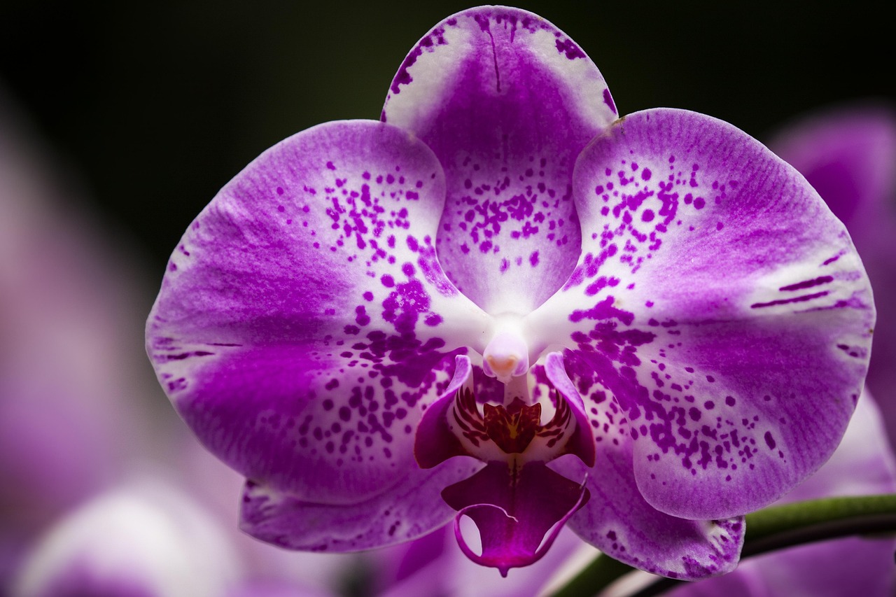 Bunga Anggrek Mekar - Foto gratis di Pixabay - Pixabay