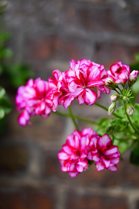 Rose Fleur Géraniums - Photo gratuite sur Pixabay - Pixabay