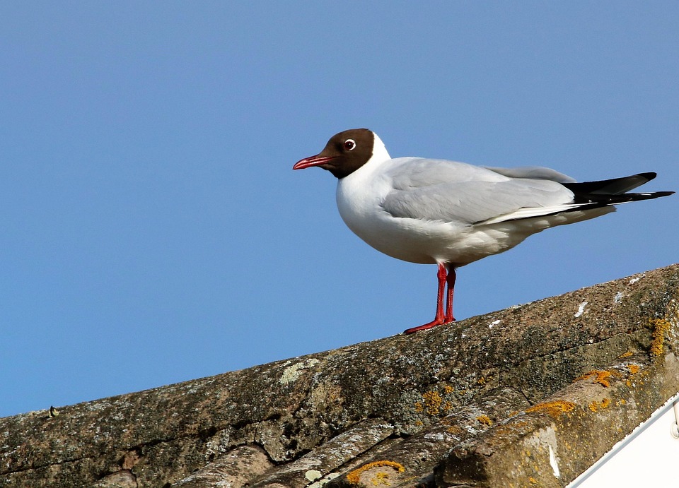 Mouette Oiseau Nature - Photo gratuite sur Pixabay - Pixabay